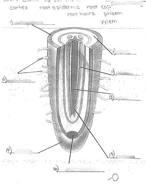 Root Diagram Diagram Quizlet