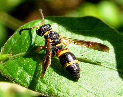 Wasp 3 Parancistrocerus Perennis Bugguide Net