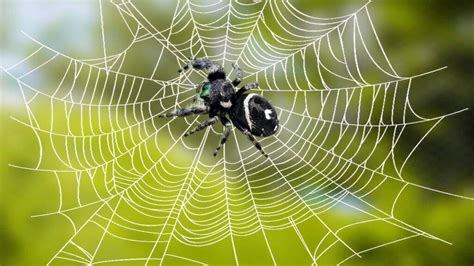 7 Black Fuzzy Spider With White Spots Id With Photo