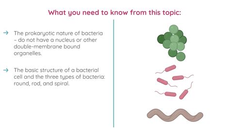 Bacteria At A Glance Studyclix