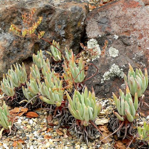 Bright Green Dudleya Dudleya Virens Plant Care And How To Grow Water