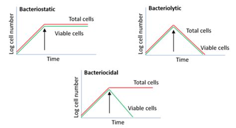 Microbio L6 Structure Of Bacteria Antibiotics Flashcards Quizlet