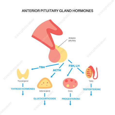 Pituitary Gland Hormones Illustration Stock Image F0363705
