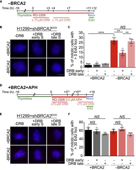 Mitotic Dna Synthesis Is Caused By Transcription Replication Conflicts In Brca2 Deficient Cells