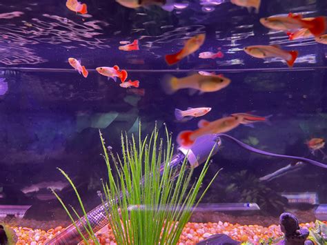 Assorted Female Guppies