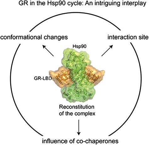 Modulation Of The Hsp90 Chaperone Cycle By A Stringent Client Protein