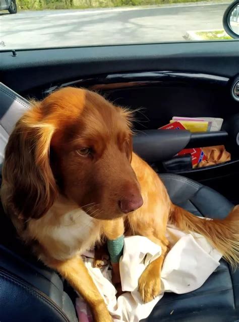 Adder Bite Leaves Cocker Spaniel Swollen And Bruised Devon Live