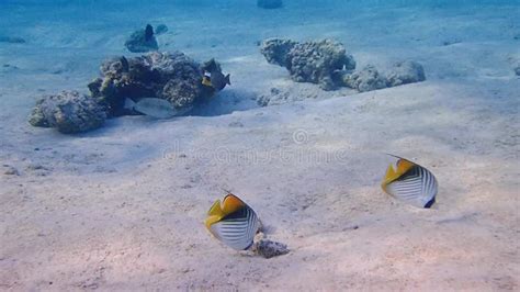 Underwater Scenes With Schooling Fish Into The Red Sea Egypt Stock
