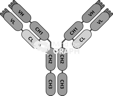 Free Immunoglobulin Molecule Icons Symbols Pictures And Images