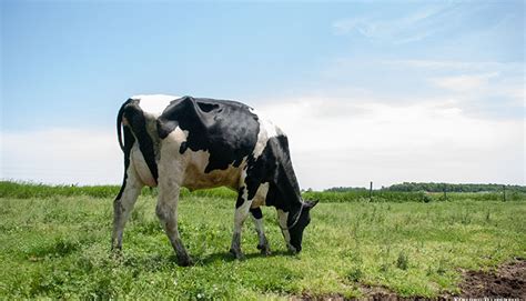 Grass Based Milk Has Nutritional Differences