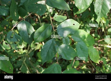 Pterospermum Javanicum Leaves With A Natural Background Indonesian
