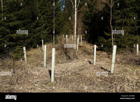 Closeup Focus Shot Of Newly Planted Trees Stock Photo Alamy
