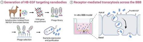 人血脑屏障模型中靶向肝素结合 Egf 样生长因子的纳米抗体的受体介导的转胞吞作用 Journal Of Controlled Release