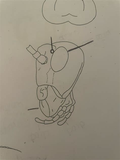 Insect Identify 2 Diagram Quizlet