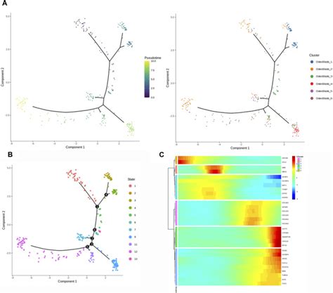 Single Cell Rna Sequencing Uncovers Cellular Heterogeneity And The