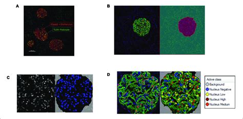 Podometric Methodology Incorporation Of Automated Image Analysis A