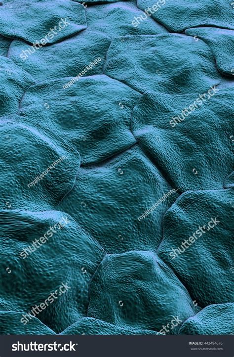 Epidermis Layers Photos Over 12 Royalty Free Licensable Stock