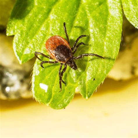 Diseases From Ticks Protect Yourself Five Spot Green Living