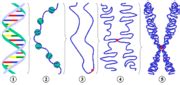 Molecular Models Of Dna Wikipedia