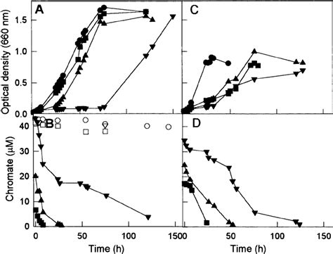 Growth And Chromate Reduction By Rb Sphaeroides In The Presence Of