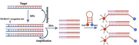 基于重组酶聚合酶扩增引发的链置换扩增对淋病奈瑟菌进行高度特异性检测analytica Chimica Acta X Mol