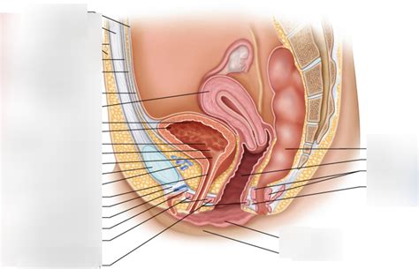 Woman Pelvic Structures Diagram Quizlet