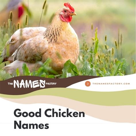 410 Creative Chicken Names For Your Feathered Friends