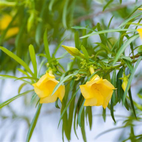 Semillas De Adelfa Amarilla Azuceno Thevetia Nereifolia Tog