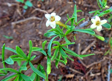 Lycium Shawii Roem And Schult Plants Of The World Online Kew Science