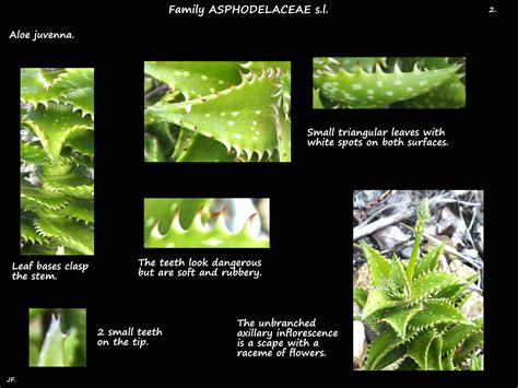 Aloe Juvenna Botany Brisbane