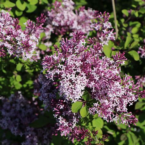 Lilac Syringa Red Pixie 2 Litre Pot Knights Garden Centres