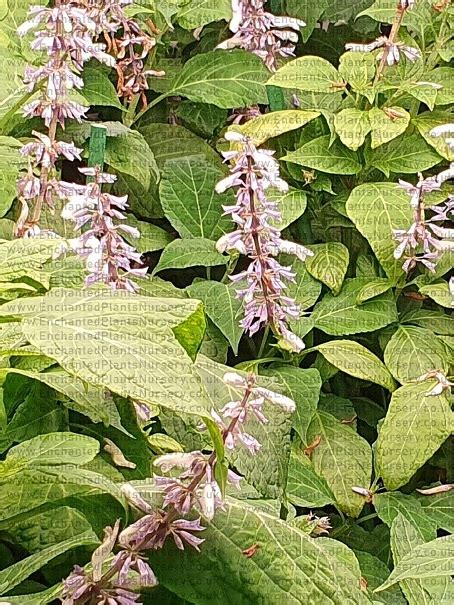 Salvia Divinorum Flower