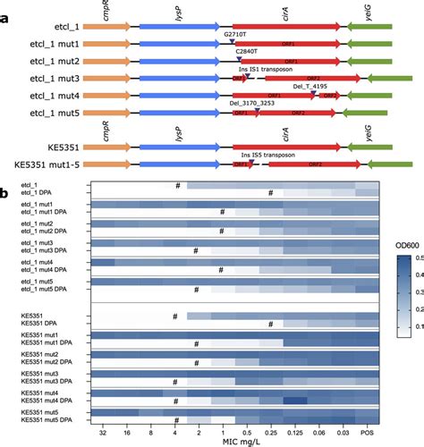 Heterogeneous Mutations In The Catecholate Siderophore Receptor Gene Download Scientific