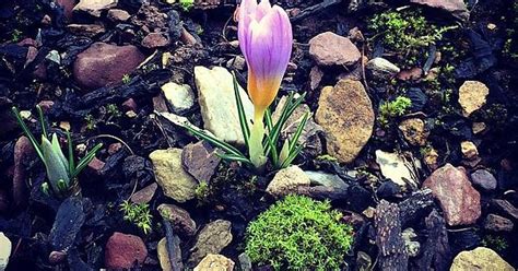 Spring Is Springing Imgur