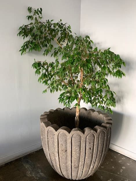 Premium Photo Pottery Tree