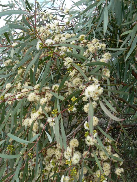 Trees For Life Sa Its Floral Friday Introducing Eucalyptus