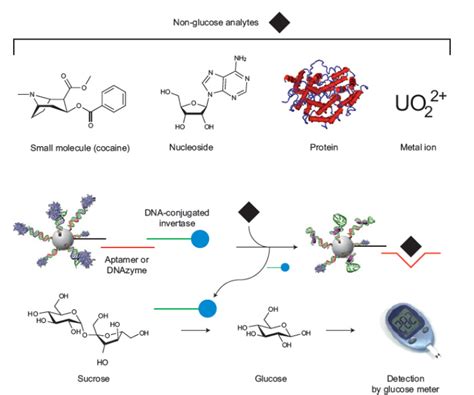 Sensing A Variety Of Analytes Using A Glucose Meter Aptamers Or