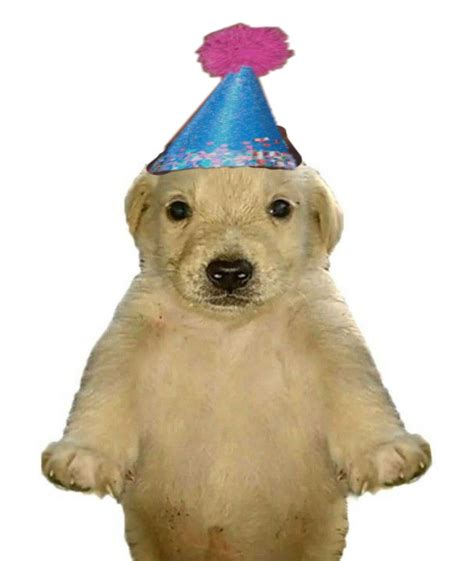 Perrito Cumpleaños