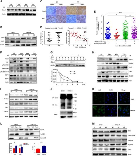 Radiation Promoted Cdc6 Protein Stability Contributes To