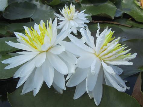 Nymphaea ‘snowflake Le Jardin