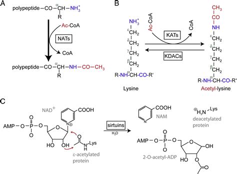 Deacetylation Reaction