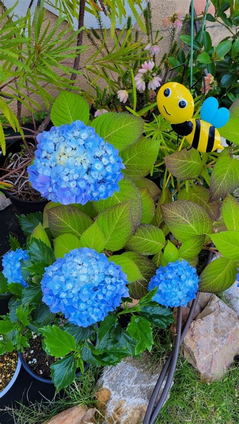 アジサイ Aloha Blue Garden Cafe