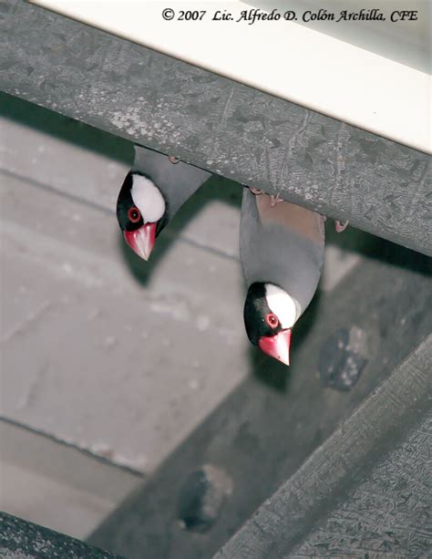 Padda De Java Photos Page 1