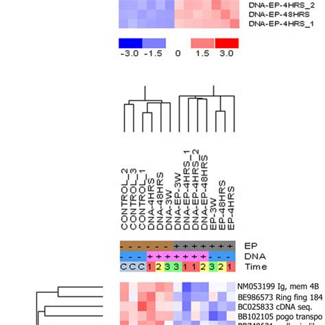 Sample Correlation Matrix And Hierarchical Cluster Analysis Of Gene Download Scientific Diagram