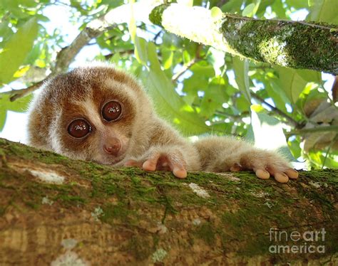 Lemur 1 Photograph By Frenki Jung Pixels