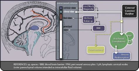 Microneurosurgical Anatomy Of The Basal Cisterns A Brief Review For