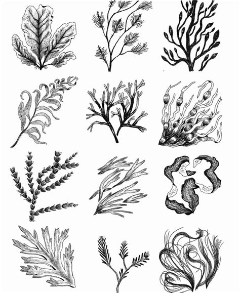 Eli Spencer On Twitter Tmop0p1e7i Twitter Marine Life Art Surf Art Sleeve