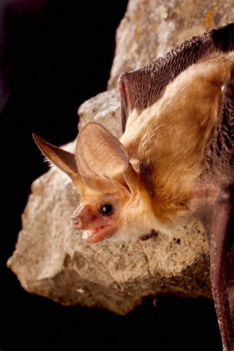 Bat Conservation International
