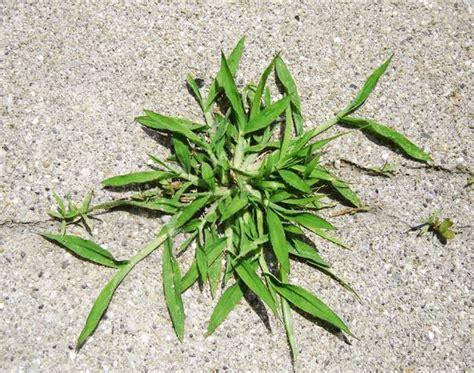How Do I Get Crabgrass Out Of My Lawn