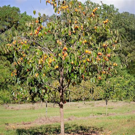 Persimmon Tree